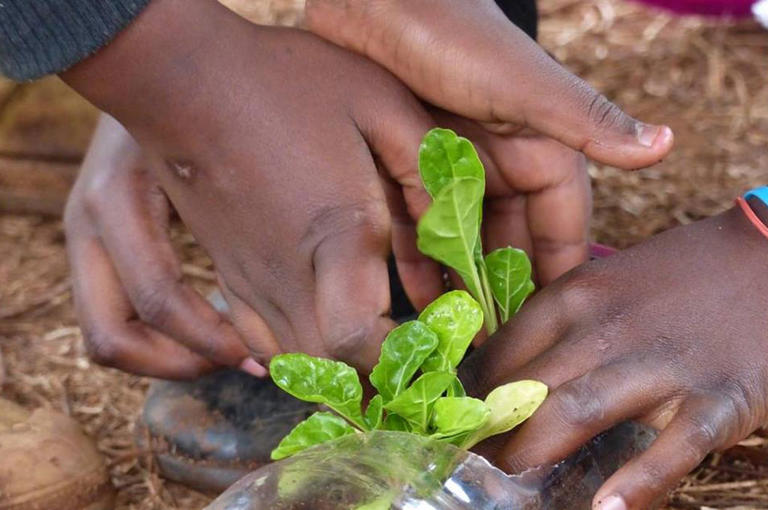 Trees in Africa | Umckaloabo Stiftung